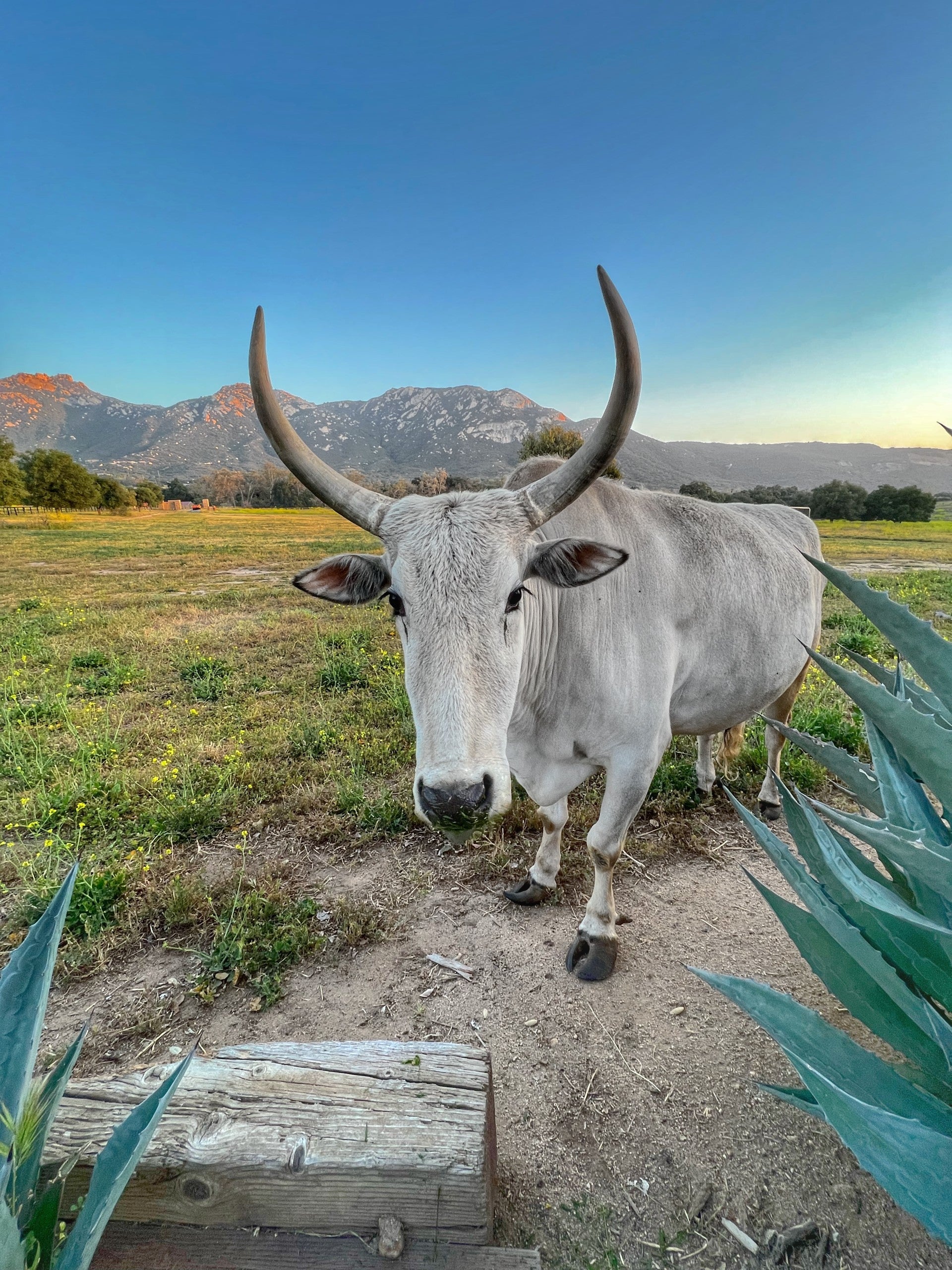 Ryno Ranch Collection – Workforit apparel